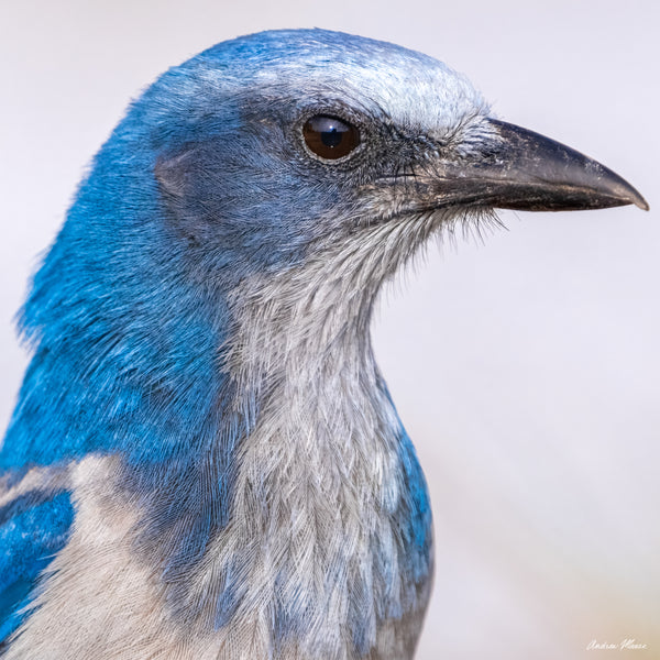 Florida's Bird - Andrew Mease Photography